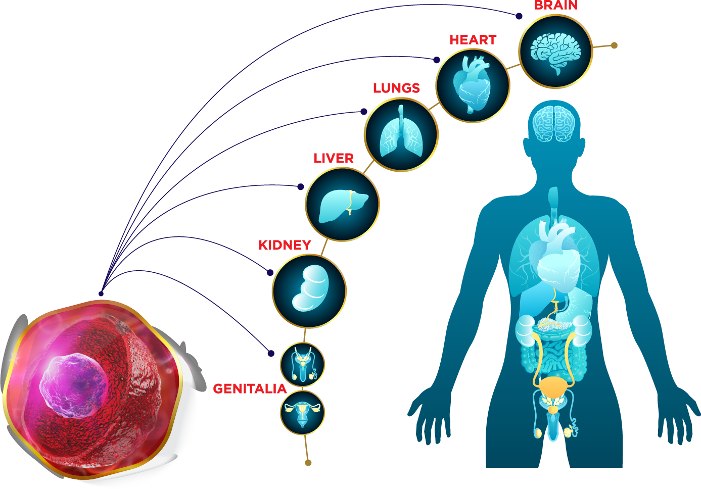 MSC Stemcell Therapy Malaysia | Regenerative Medicine & Wellness